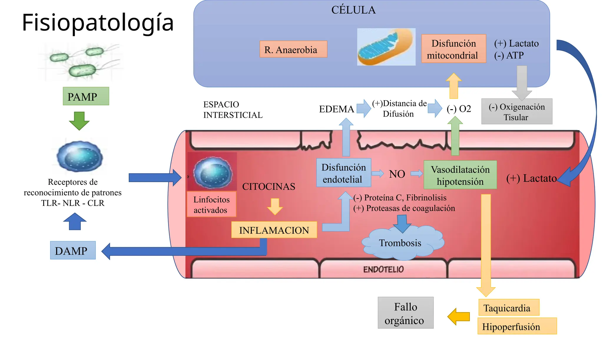 enfermeria ESPOSICION_DE_SHOCK_SEPTICO.pptx