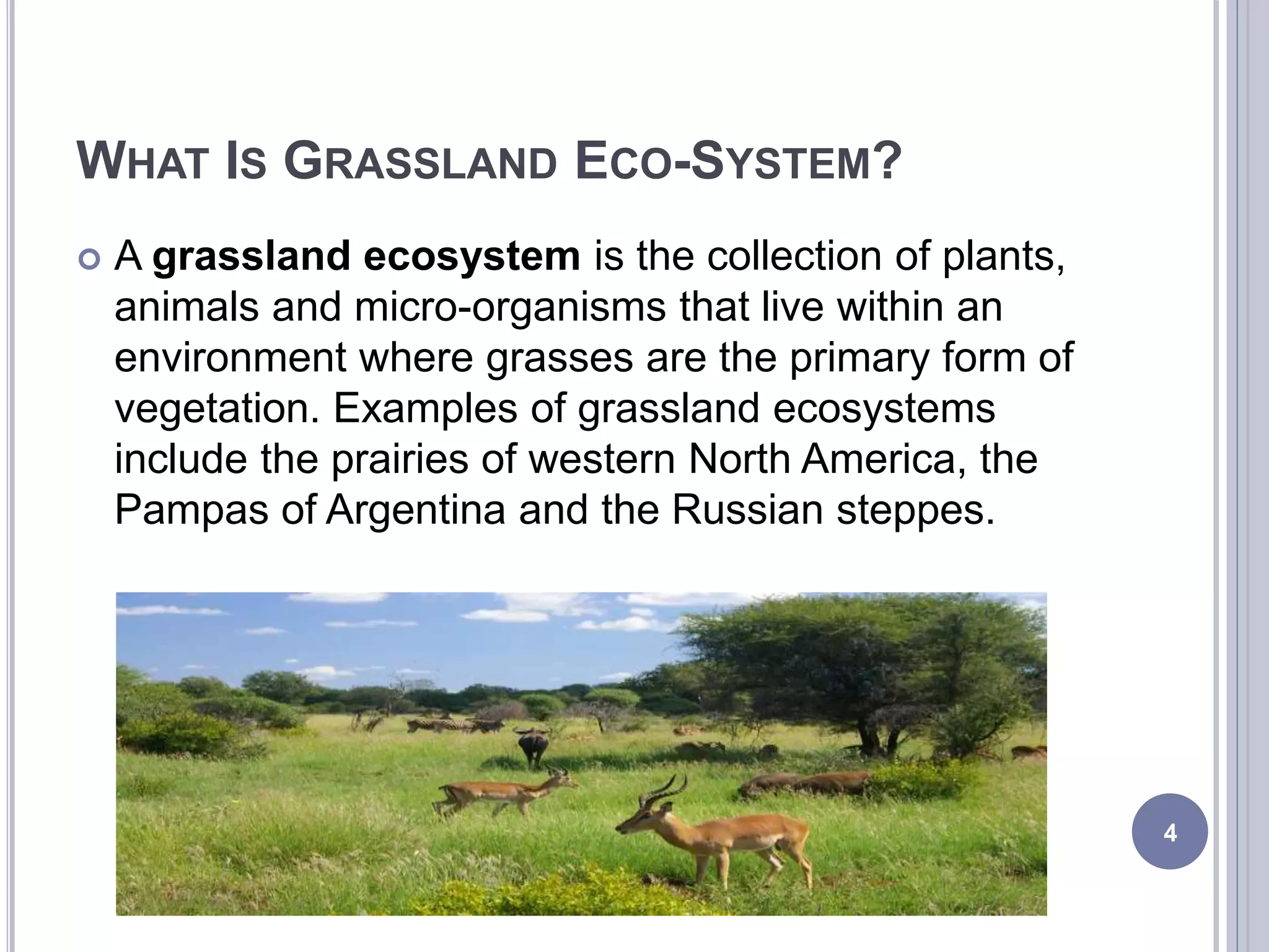 Grassland Ecosystem | PPTX
