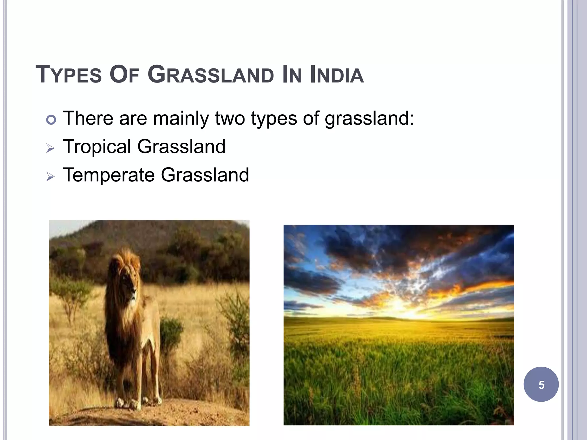 Grassland Ecosystem | PPTX