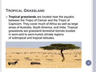 Grassland Ecosystem | PPTX