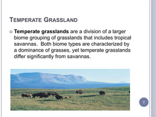 Grassland Ecosystem | PPTX