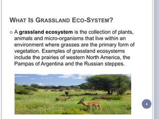 Grassland Ecosystem | PPT
