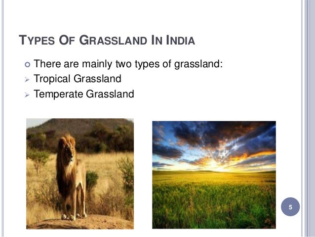 Grassland Ecosystem