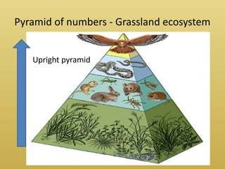 ES PPTUNIT-1ECOSYSTEM AND BIODIVERSITY - Copy.pptx