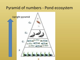 ES PPTUNIT-1ECOSYSTEM AND BIODIVERSITY - Copy.pptx
