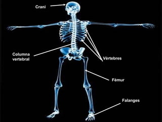 Esquelet | PPT