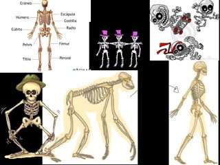 Esquelet | PPT
