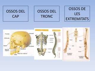 Esquelet | PPTX
