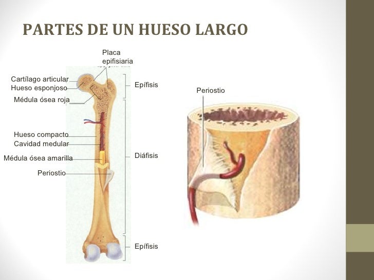 LAS PARTES DEL HUESO IMAGENES - Imagui