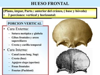 EXPLICACION ANATOMICA DE ESQUELETO-DEL-CRANEO-1.pdf