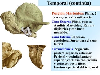 Esqueleto del-craneo-2 | PDF