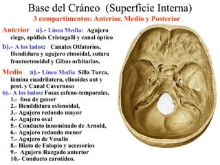 Esqueleto del-craneo-2 | PDF