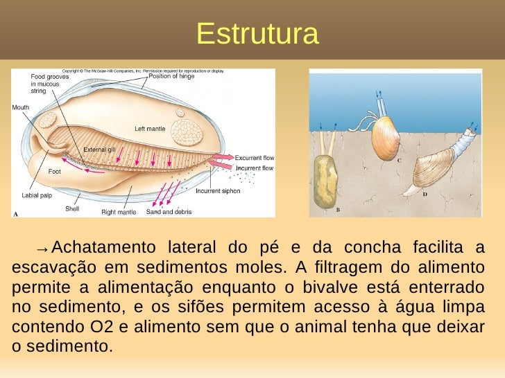 Esqueleto e Locomoção de Bivalvia