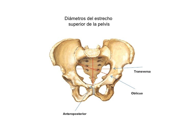 Esqueleto Abdomen PéLvis