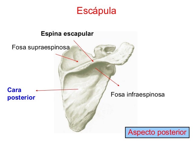 Esqueleto Apendicular