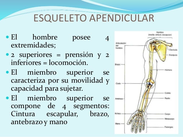 Esqueleto Apendicular