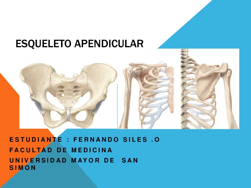 Esqueleto Apendicular