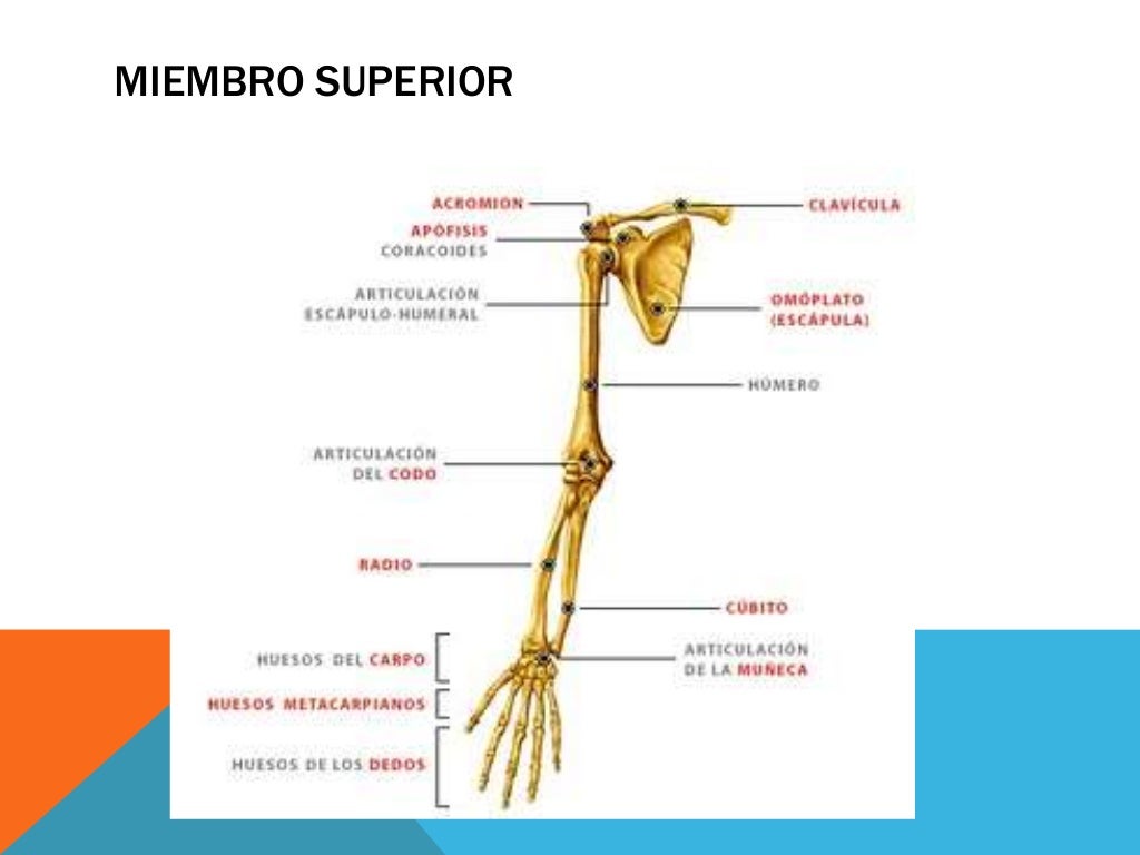 Esqueleto Apendicular Membros Superiores - FDPLEARN