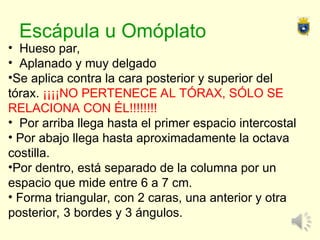 ESQUELETO APENDICULAR SUPERIOR Y CINTURA ESCAPULAR.ppt
