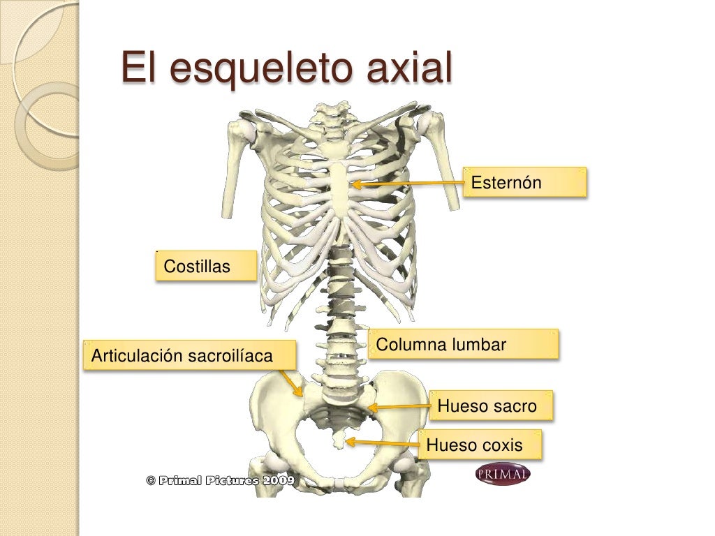 Esqueleto axial