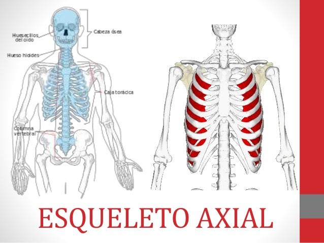 Esqueleto axial