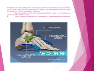 ESQUELETO AXIAL, ANATOMIA DEL SISTEMA Y SUS PARTES | PPTX