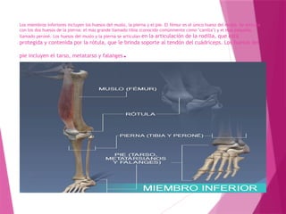 ESQUELETO AXIAL, ANATOMIA DEL SISTEMA Y SUS PARTES | PPTX