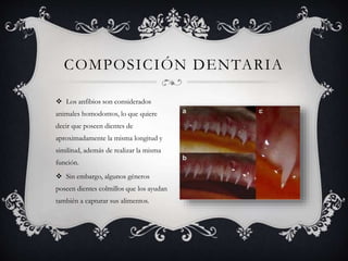 Esqueleto axial de los anfibios | PPTX