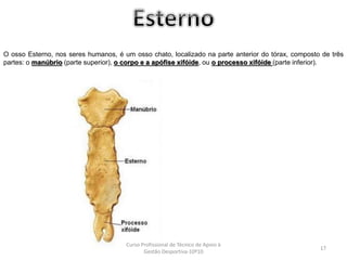 Esqueleto Axial Powerpoint (1).pptx