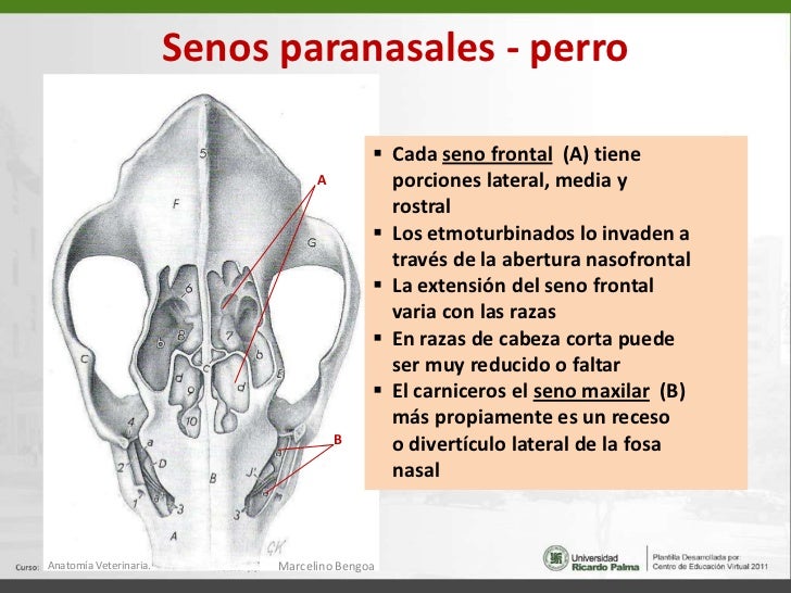 Esqueleto de la cabeza