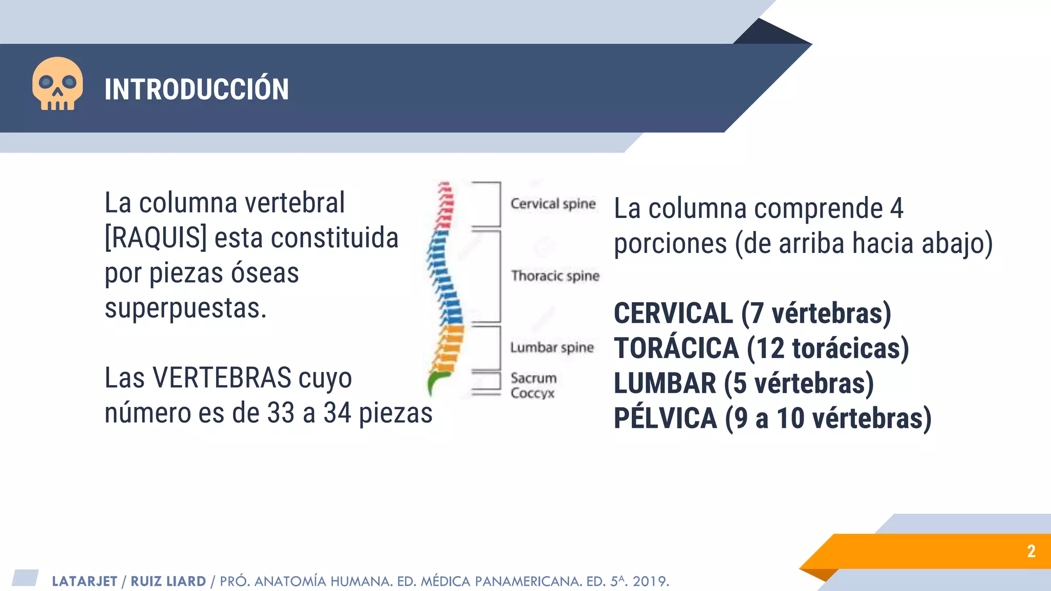 ESQUELETO DE LA COLUMNA VERTEBRAL.pptx