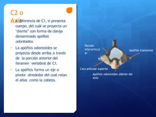 ANATOMÍA HUMANA HUESOS DE COLUMNA VERTEBRAL | PPTX