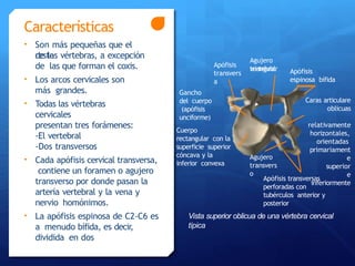 ANATOMÍA HUMANA HUESOS DE COLUMNA VERTEBRAL | PPTX