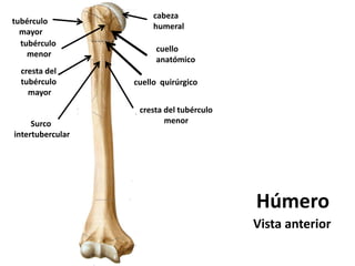 ESQUELETO DEL M.SUPERIOR.pdf