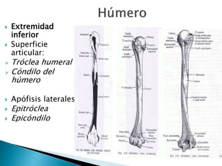 Esqueleto del miembro superior | PPTX