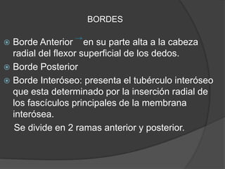 Esqueleto del miembro superior | PPTX