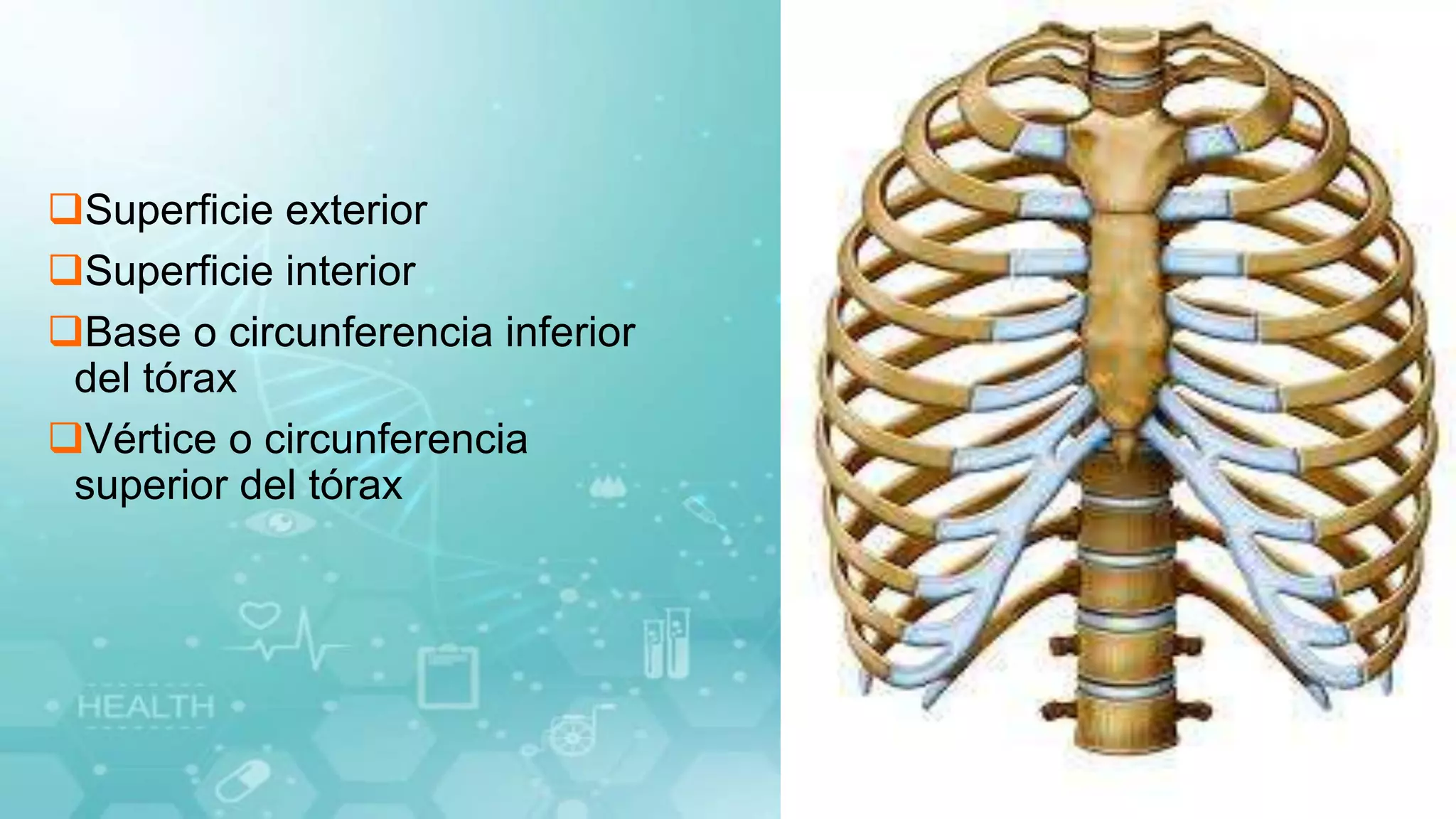 Esqueleto del torax.pptx