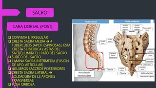 ESQUELETO DEL TRONCO.pptx