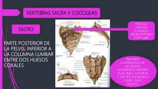 ESQUELETO DEL TRONCO.pptx