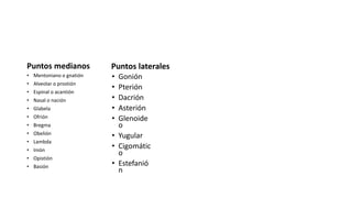 Esqueleto general de la cabeza | PDF