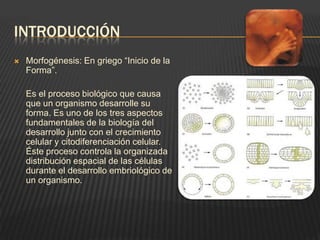 Esqueletogenesis | PPTX