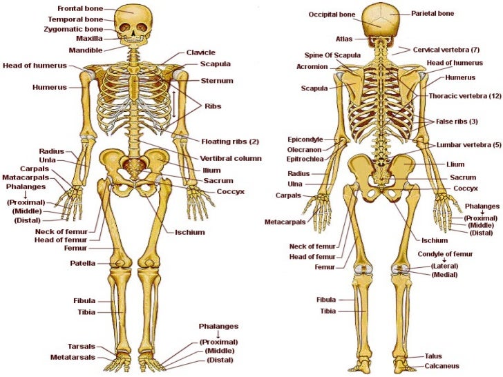 el esqueleto: EL ESQUELETO HUMANO