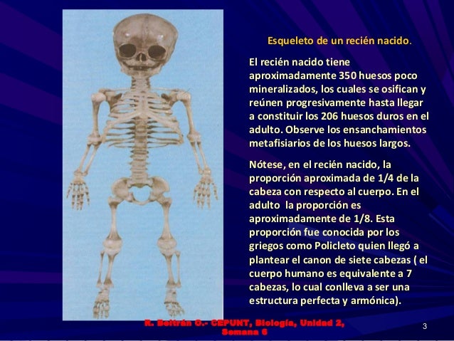 Esqueleto Humano Del Bebe