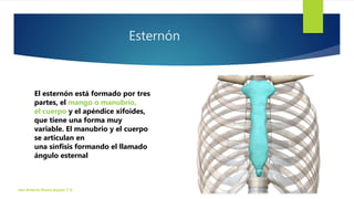 Esqueleto humano | PPTX