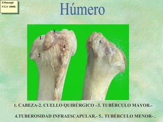 Esqueleto, miembro toráxico | PPT