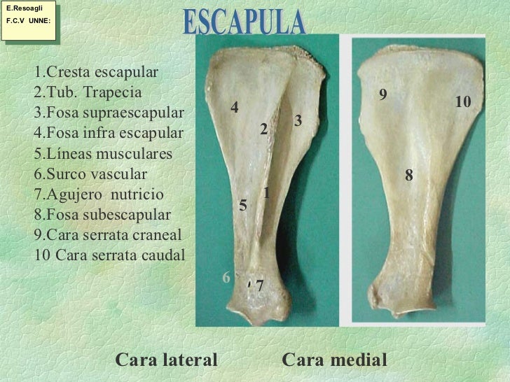 Esqueleto, miembro toráxico