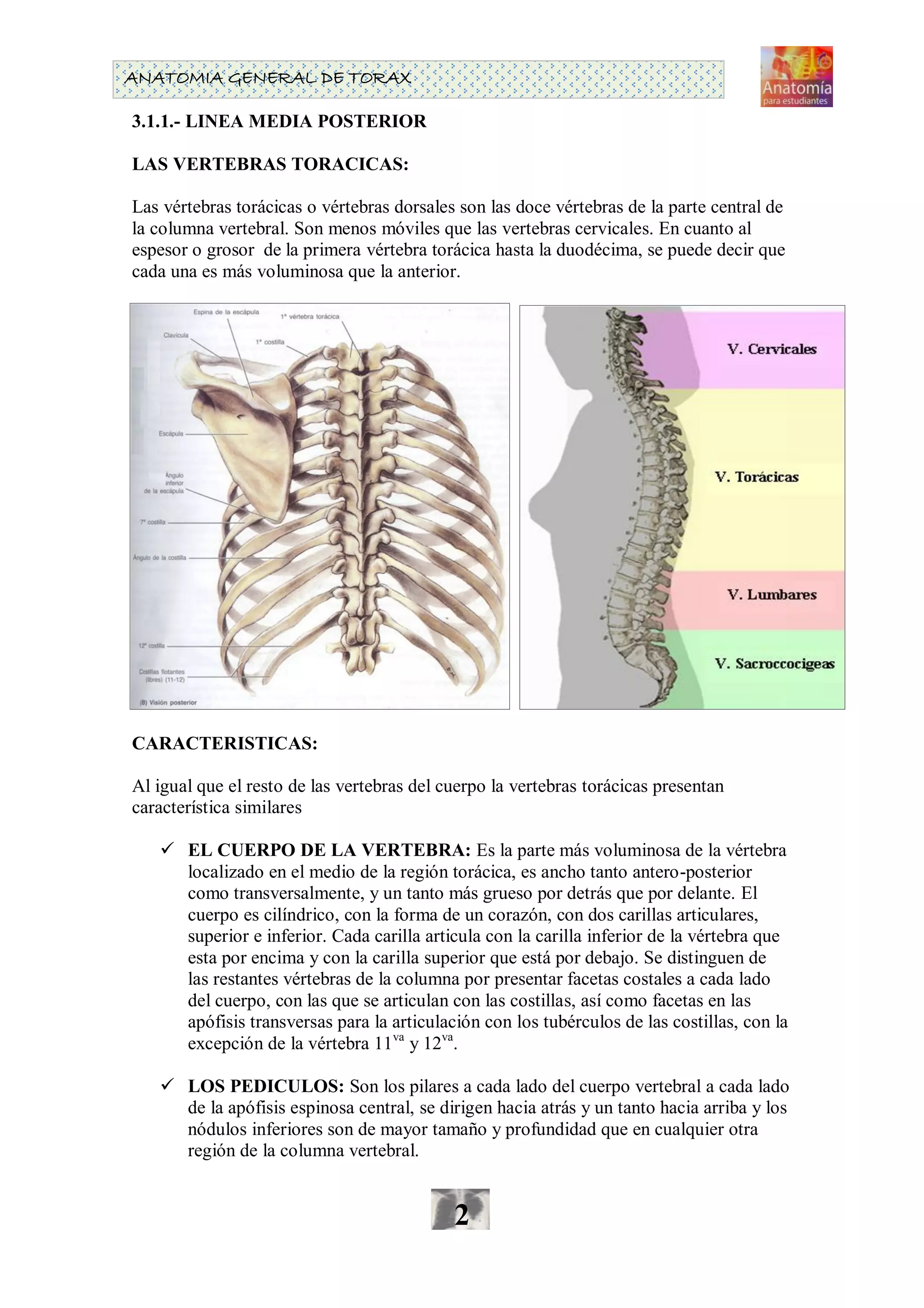 Esqueleto Toracico | PDF | Bone and Joint Conditions | Diseases and ...