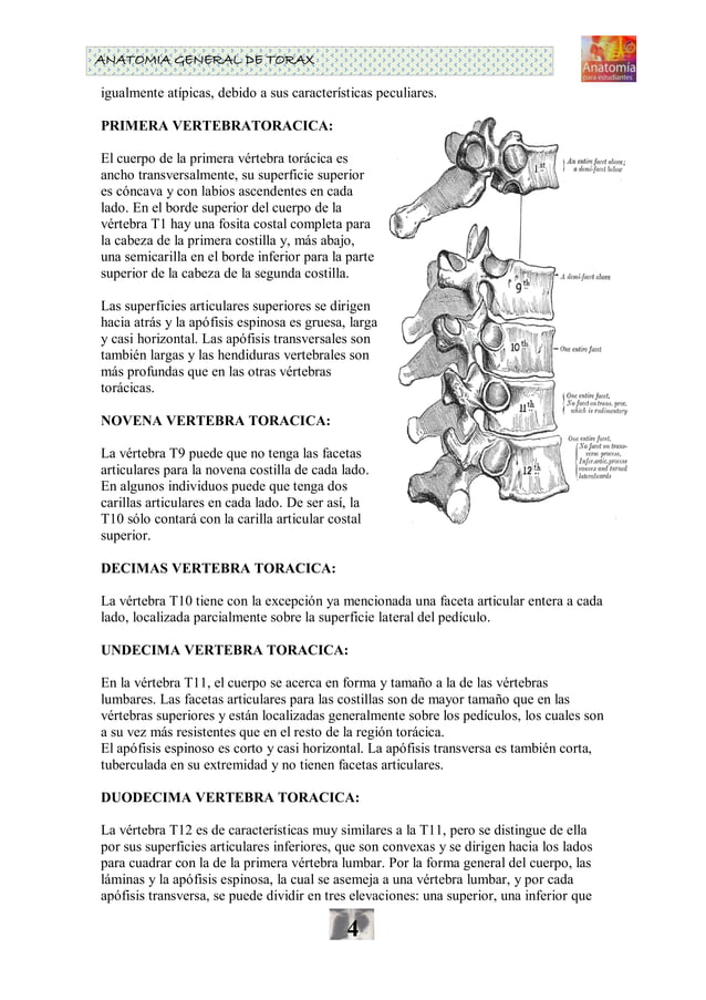 Esqueleto Toracico | PDF | Bone and Joint Conditions | Diseases and ...