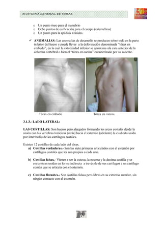 Esqueleto Toracico | PDF