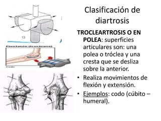 Esqueleto y articulaciones | PPTX